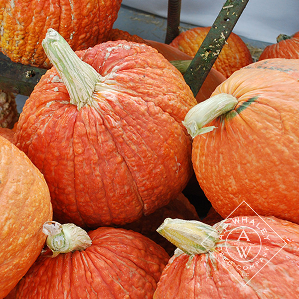 Red Warty | A.P. WHALEY, LLC