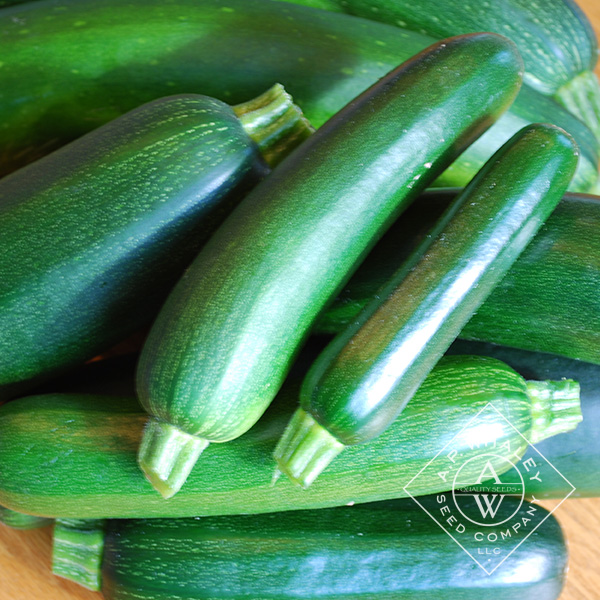 Black Beauty Zucchini | A.P. WHALEY, LLC